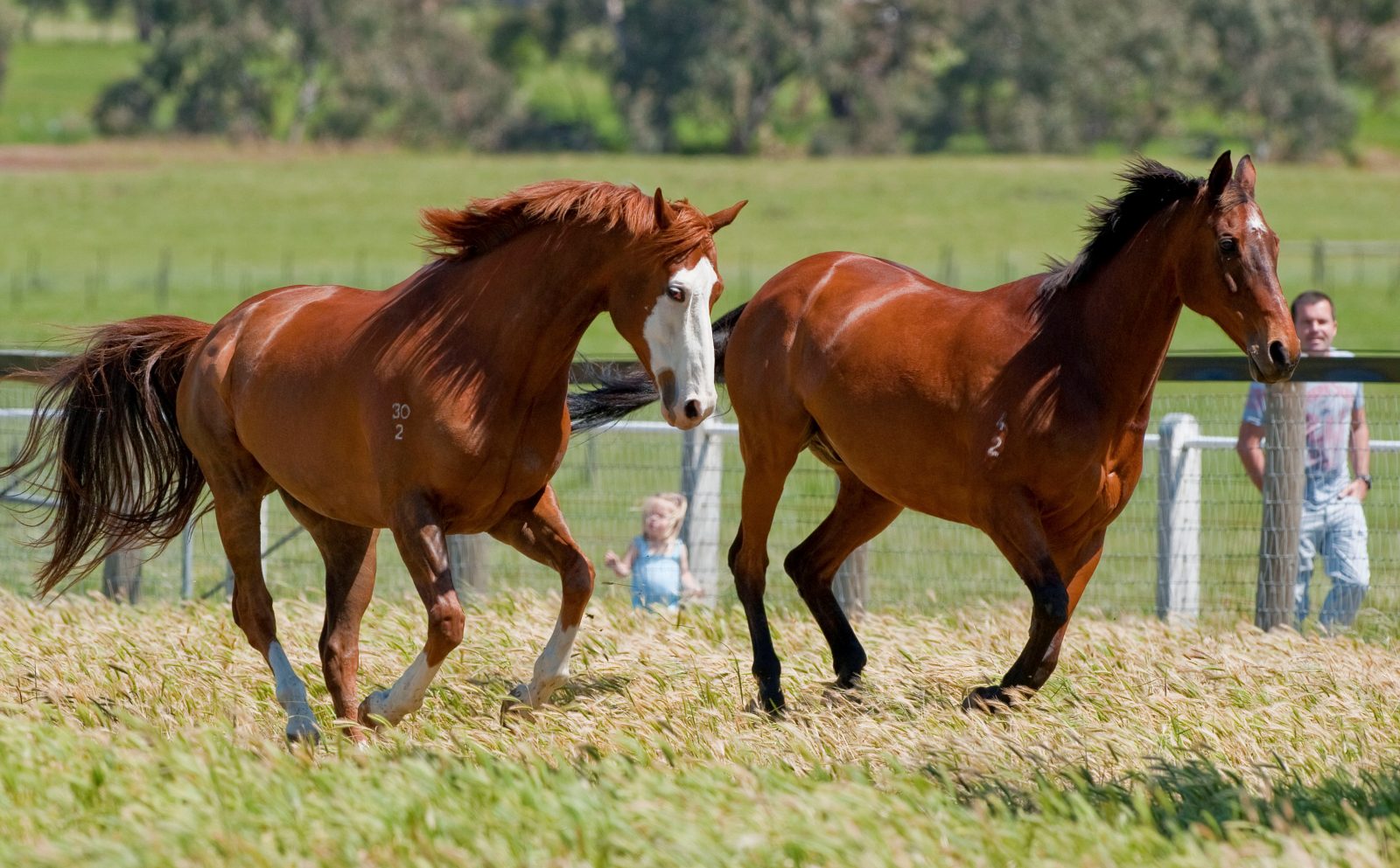 Caballos Brumby :: Imágenes y fotos